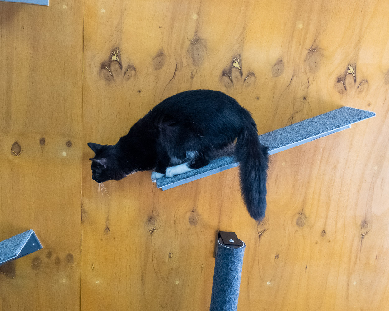 Ramp and Platform Kit – Cat Runs WA