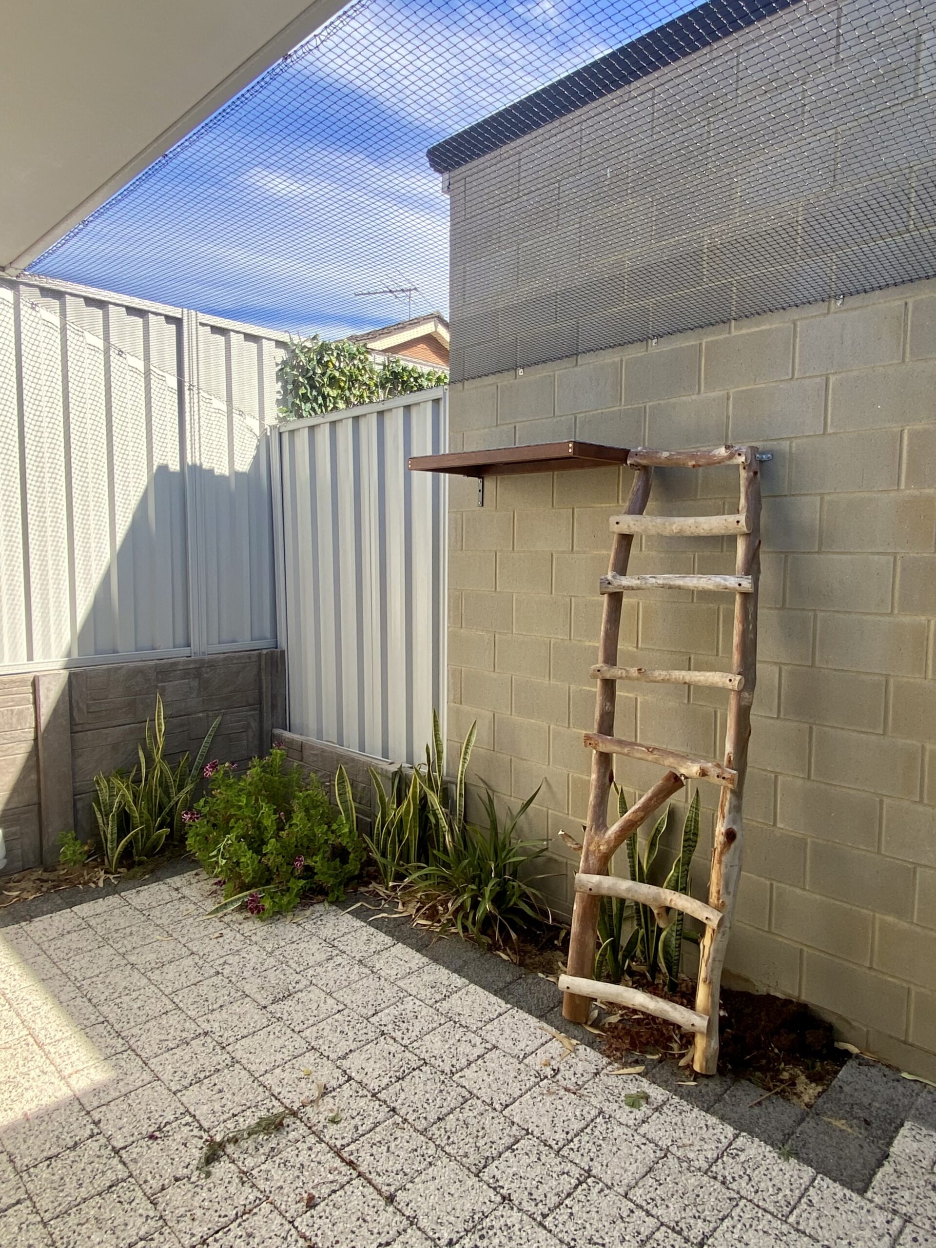 Natural Tree Ladder – Cat Runs WA