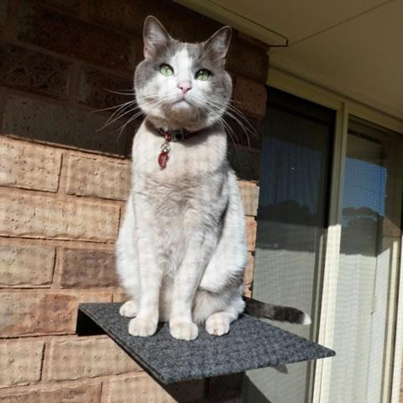 Ramp and Platform Kit – Cat Runs WA